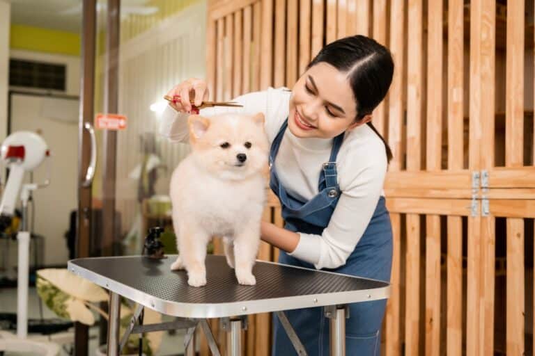 Pet Business Software for Groomers, Kennels, and More | DaySmart Pet
