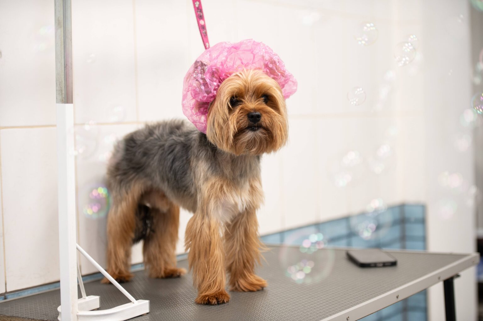Pet Business Software for Groomers, Kennels, and More | DaySmart Pet