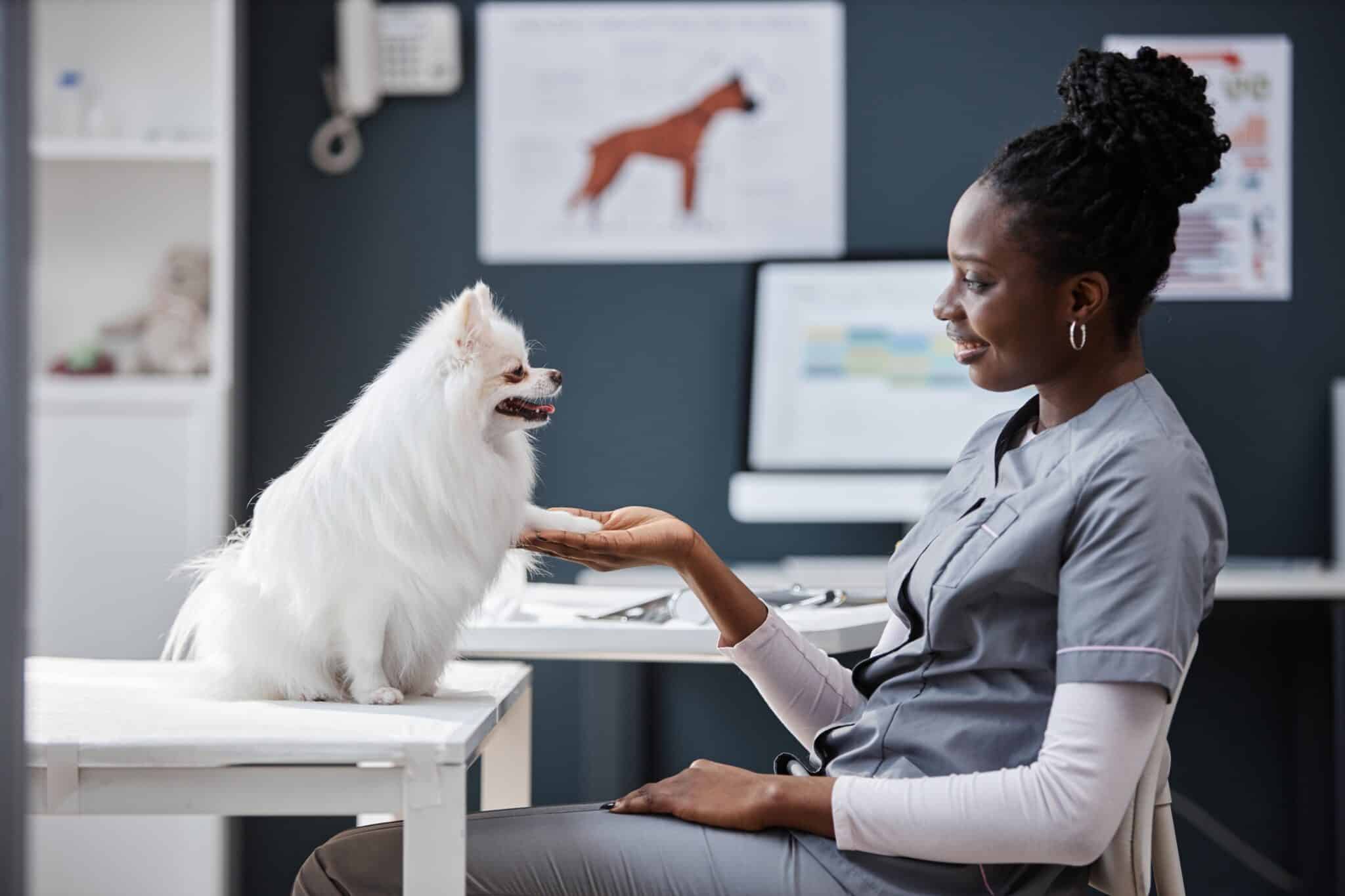 Veterinary Software | DaySmart Vet (Powered by Vetter)