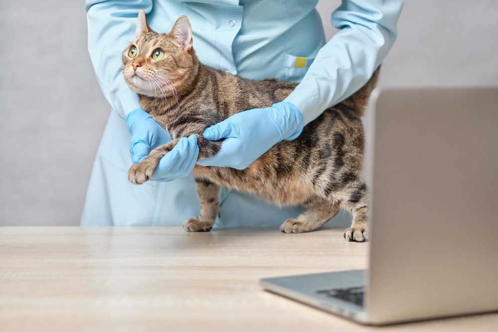 Veterinary Software | DaySmart Vet