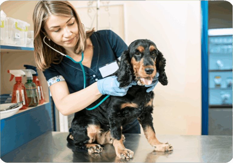 Veterinary Software | DaySmart Vet (Powered by Vetter)